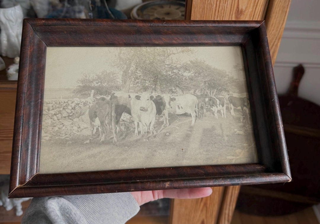 Antique Photograph Original Bucolic Farm Cows Pasture Countryside Art ...