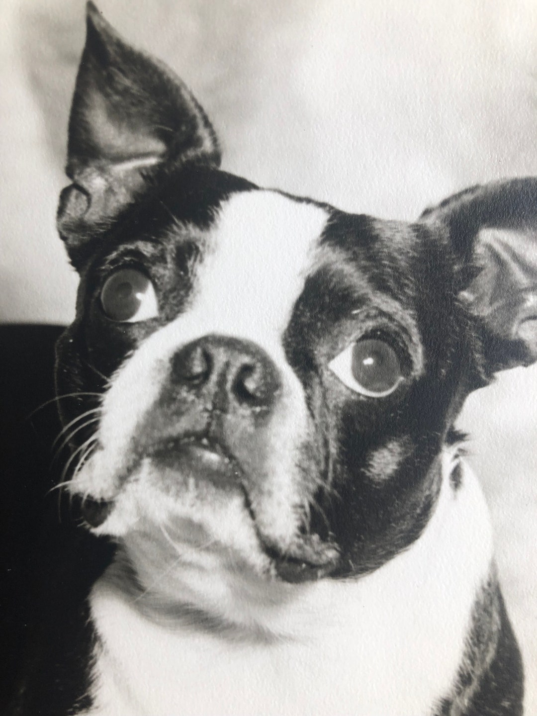 Vintage MCM Dog Photo Boston Terrier Darling Dog Portrait Large Format ...