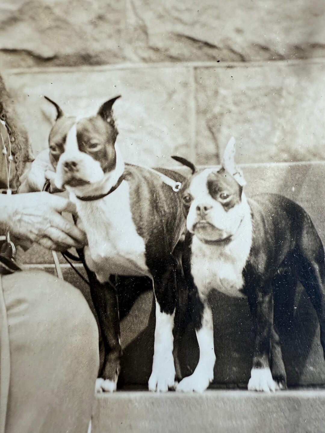 Rare Antique Circa 1920’s Photo Boston Bulls Boston Terrier Pair Docked ...
