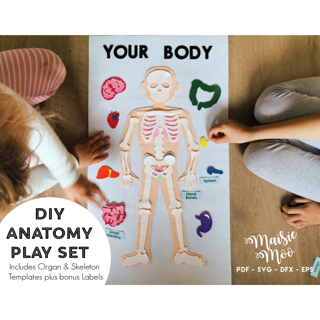 Human Anatomy Play Set Felt Body Organs SVG Felt Board Skeleton SVG Pdf ...