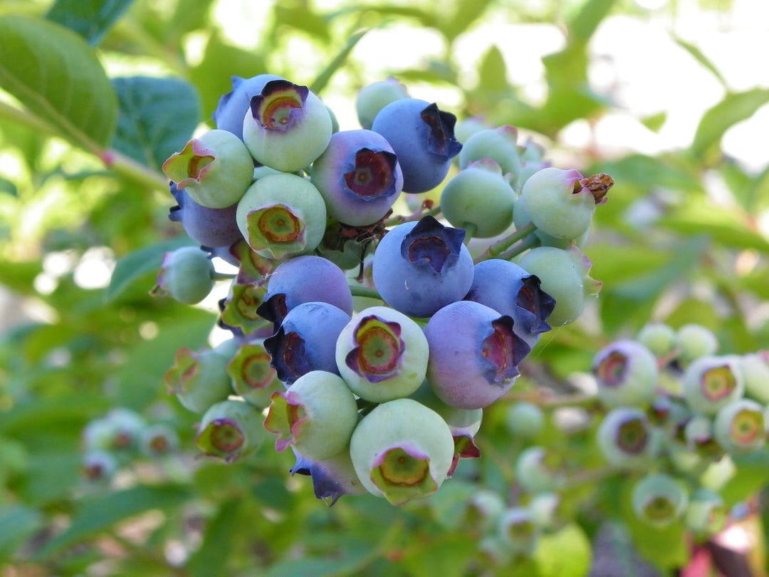 Summer: Blueberry Blue Green Garden - Etsy