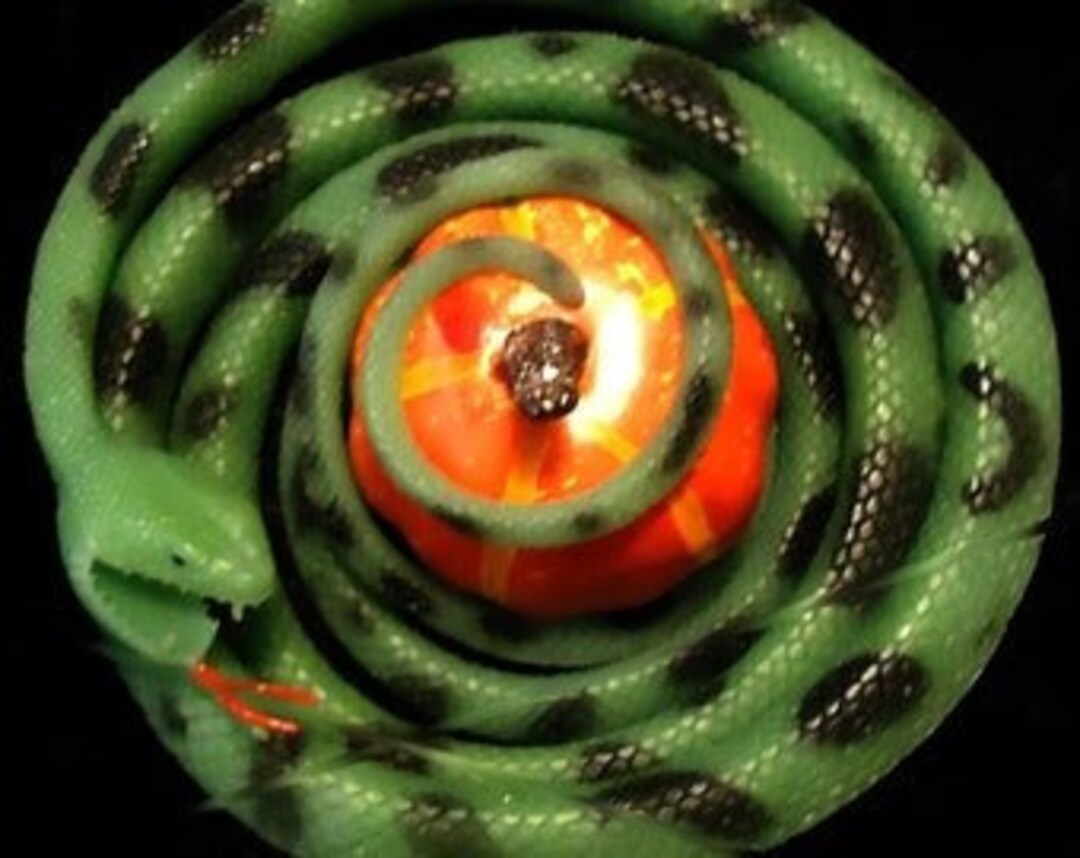 HALLOWEEN SNAKE PROP Snake Coiled Green Black Rubber - Etsy