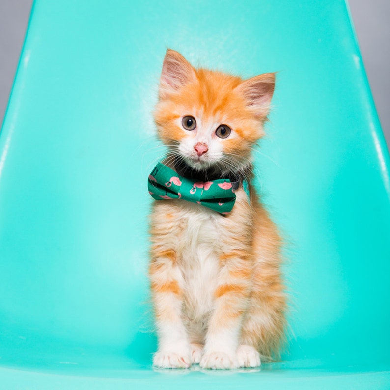Cat Bow Tie - "the Next Stop, Miami'" - Flamingo - LIMITED EDITION - Etsy
