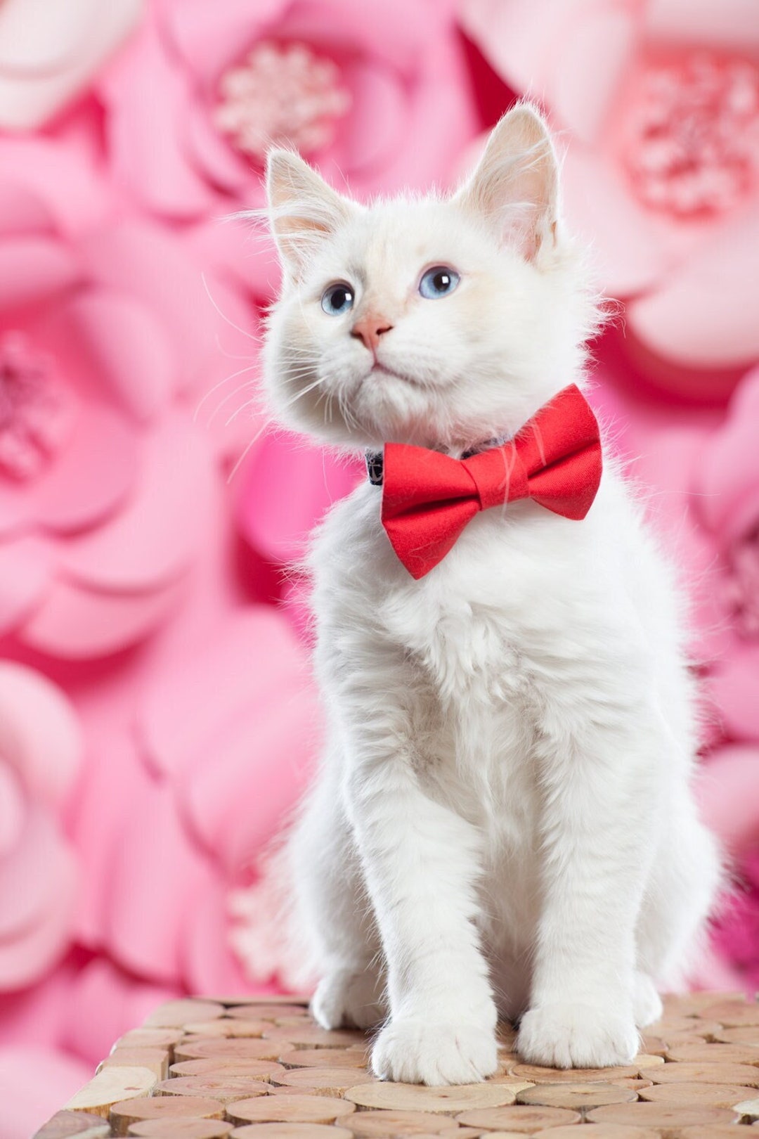 Cat Bow Tie - 