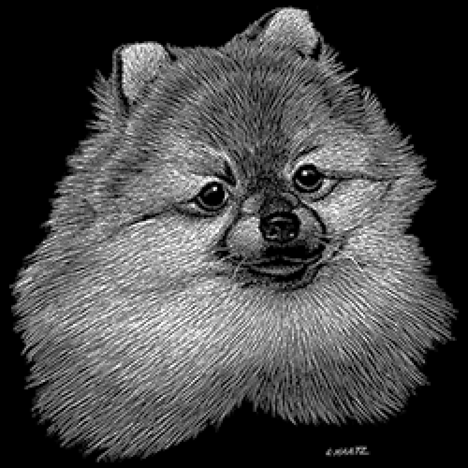 Adult Unisex Pomeranian Dog Scratchboard Art Short or Long | Etsy