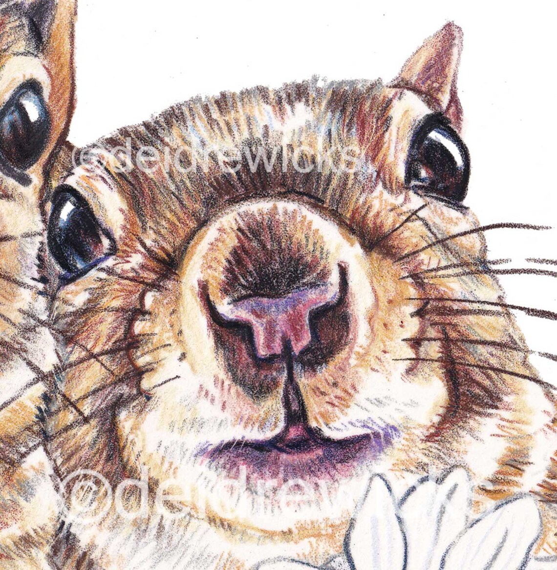 Daisy Squirrels Coloured Pencil Art Print - Etsy