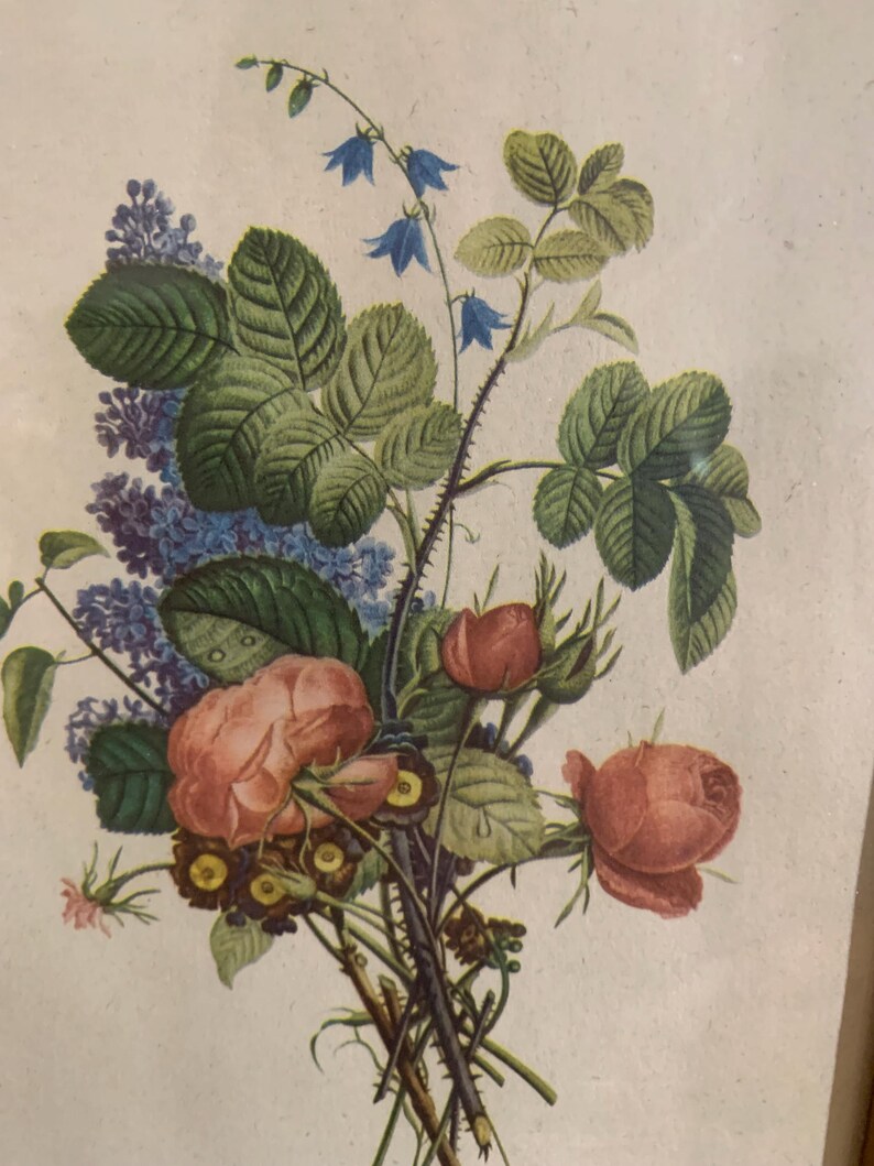 Vintage Sidney Z. Lucas Botanical Print – J.L. Prévost Floral ...