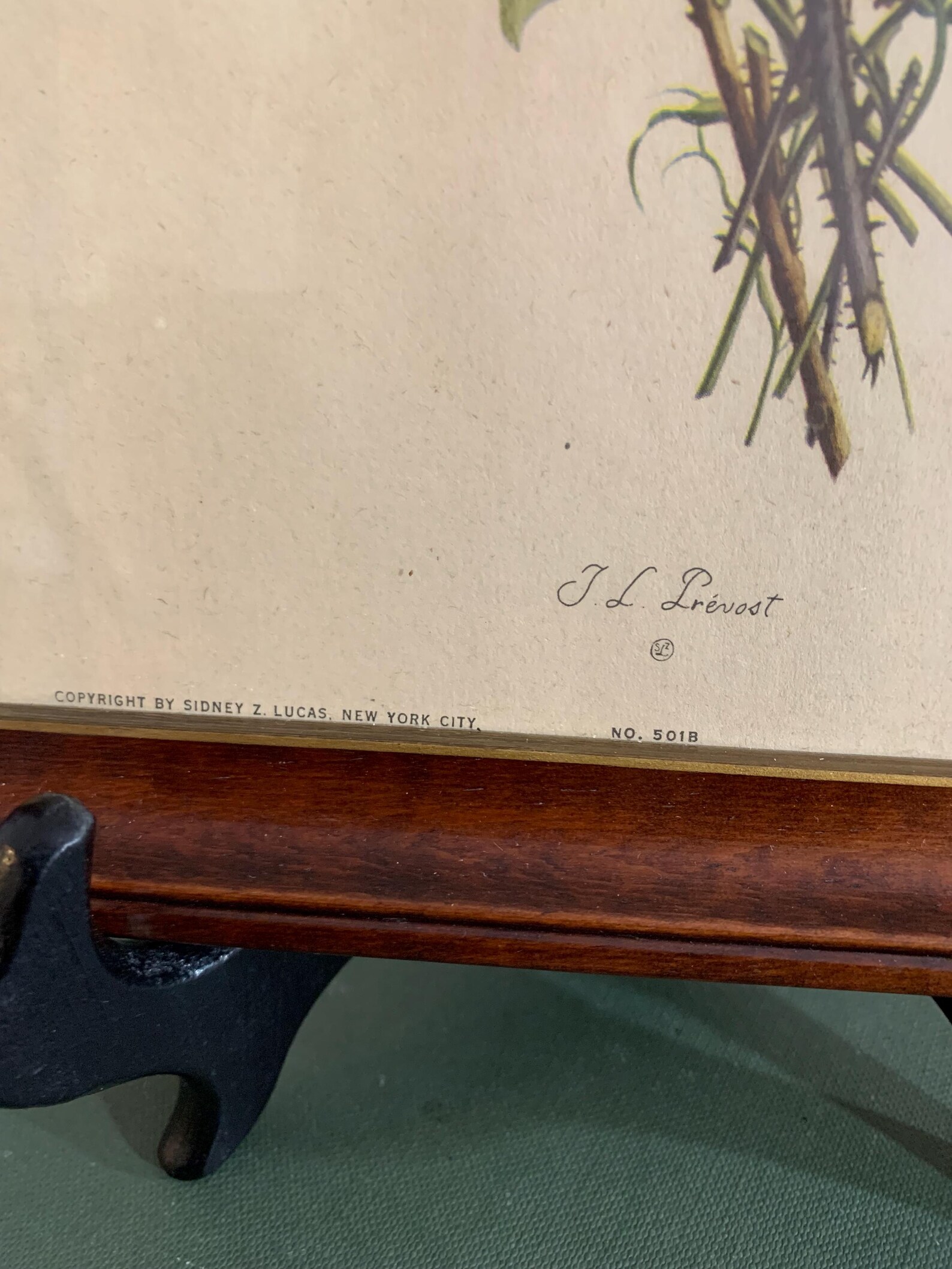 Vintage Sidney Z. Lucas Botanical Print – J.L. Prévost Floral ...