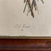 Vintage Sidney Z. Lucas Botanical Print – J.L. Prévost Floral ...