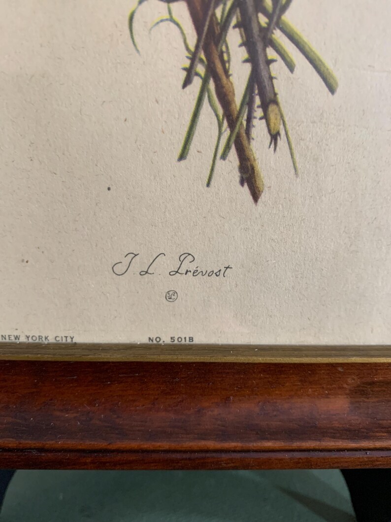 Vintage Sidney Z. Lucas Botanical Print – J.L. Prévost Floral ...