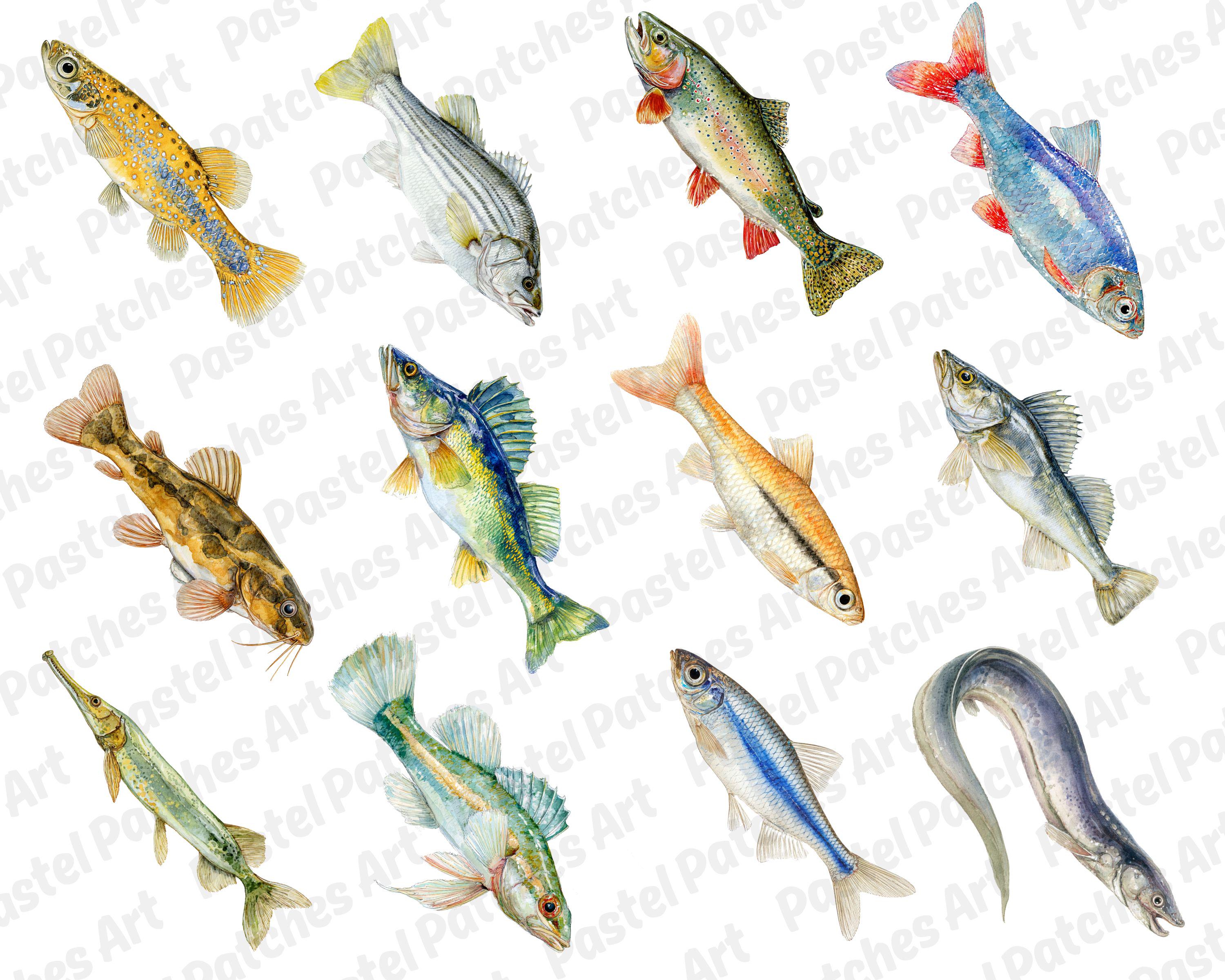 Freshwater Fish Clipart Bundle - Watercolor Ocean Bass Trout, Fisherman ...
