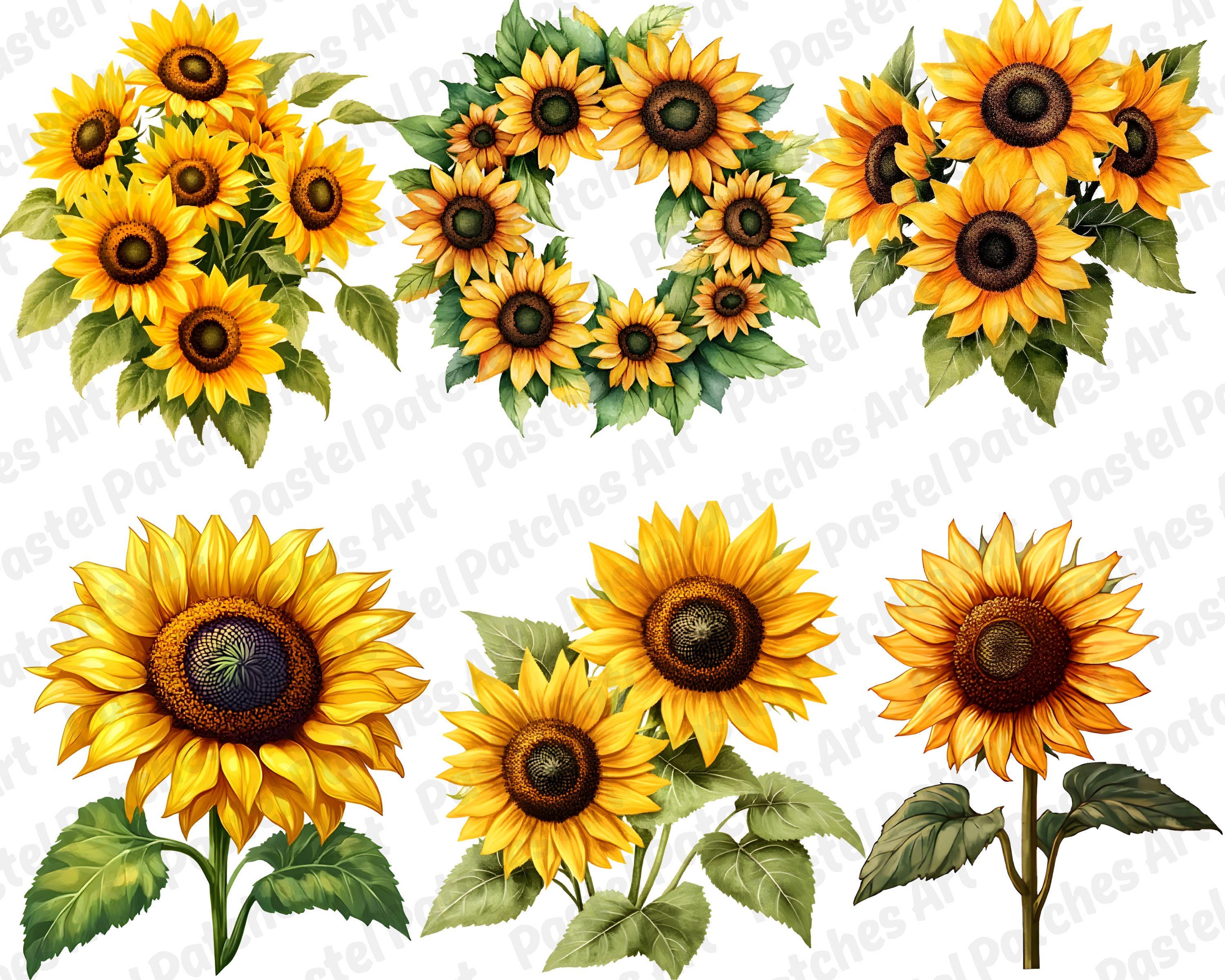 30 PNG Watercolor Sunflowers Clipart Bundle, Sunflower Wreaths, Floral ...