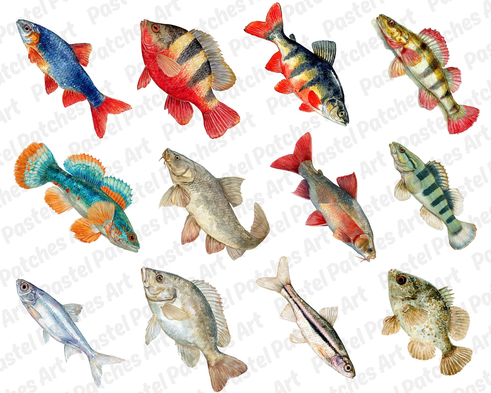 Freshwater Fish Clipart Bundle - Watercolor Ocean Bass Trout, Fisherman ...