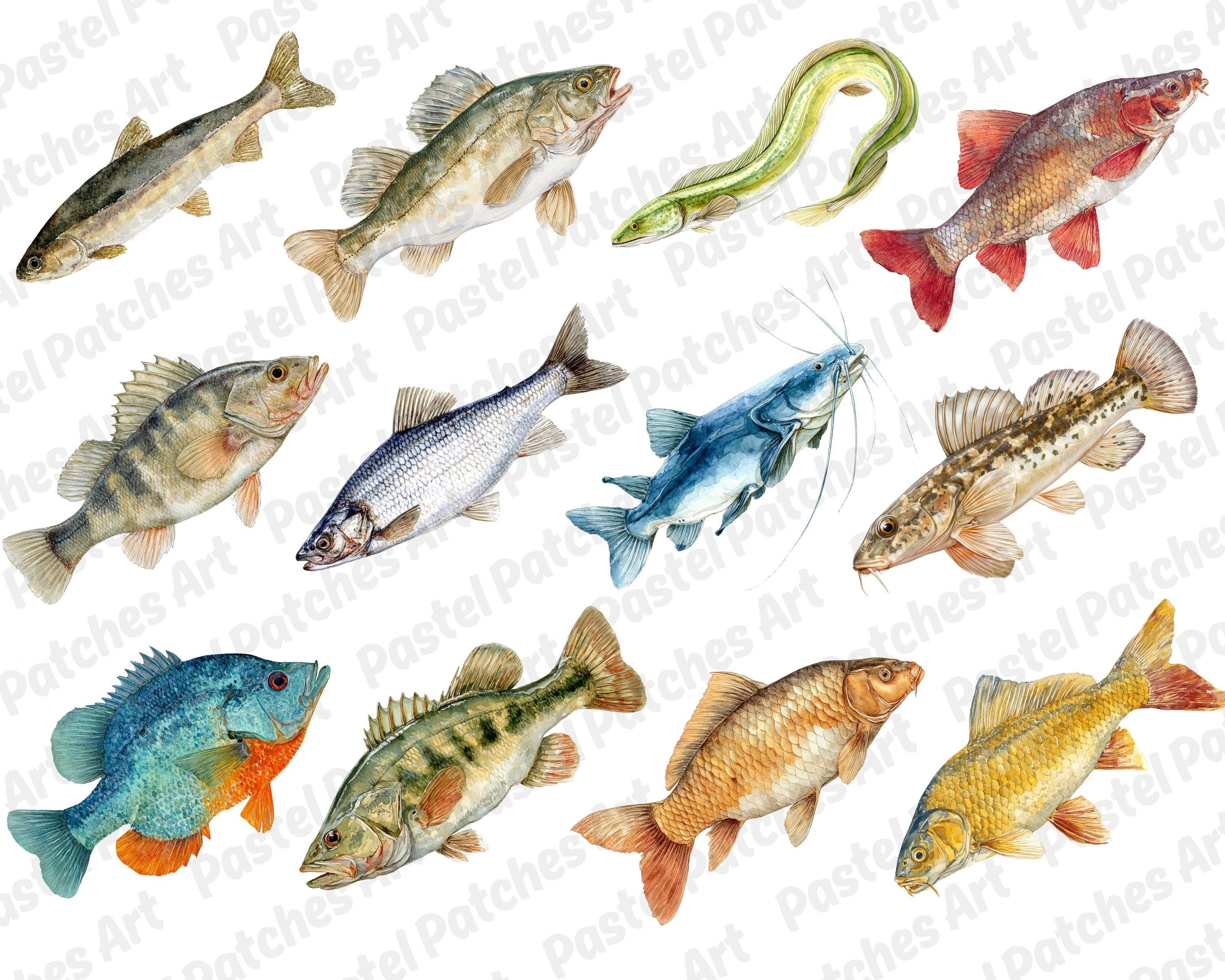 Freshwater Fish Clipart Bundle - Watercolor Ocean Bass Trout, Fisherman ...