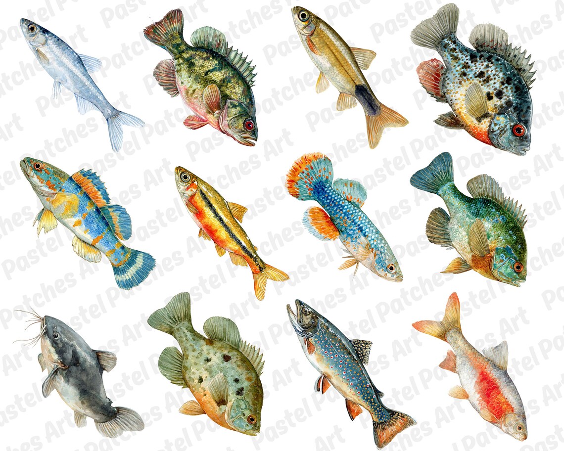 Freshwater Fish Clipart Bundle - Watercolor Ocean Bass Trout, Fisherman ...