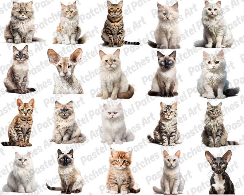Cat Breeds Clipart Bundle, Cats Clipart, Pet Animals Clipart ...