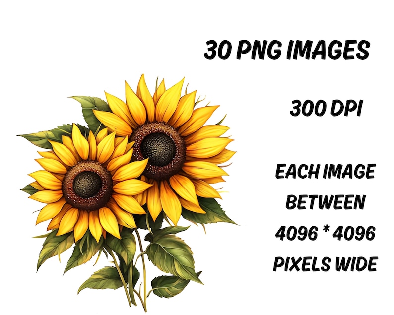 30 PNG Watercolor Sunflowers Clipart Bundle, Sunflower Wreaths, Floral ...