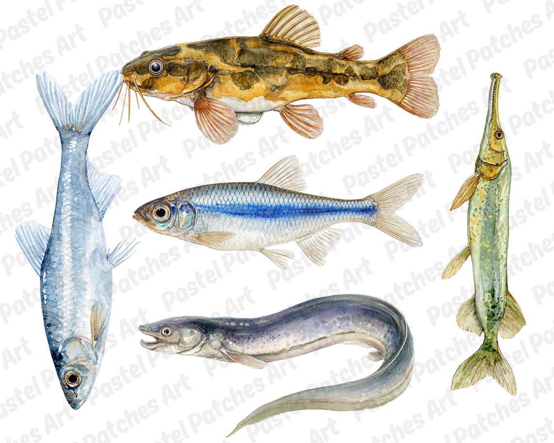 Freshwater Fish Clipart Bundle - Watercolor Ocean Bass Trout, Fisherman ...