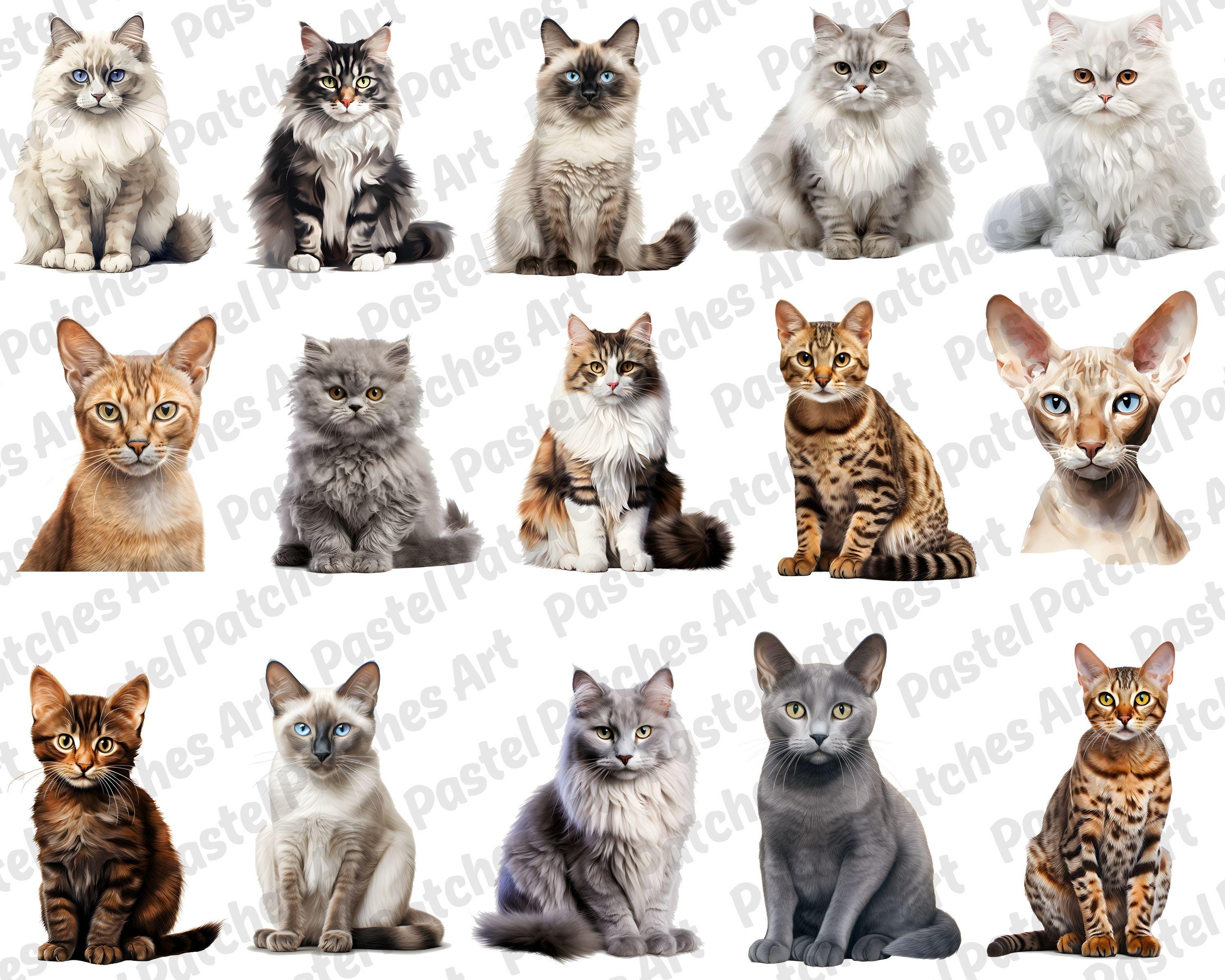 Cat Breeds Clipart Bundle, Cats Clipart, Pet Animals Clipart ...