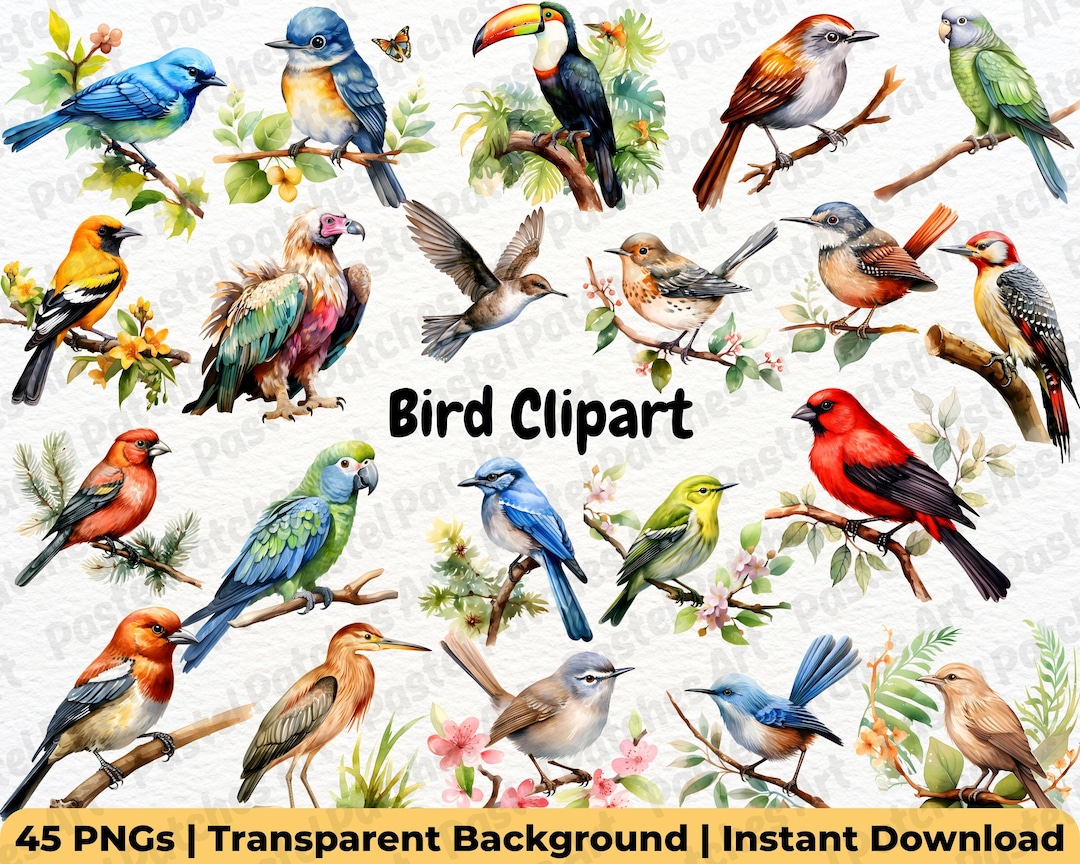 600+ Bird Clipart, Colorful Watercolor Birds, Bird Species Images, Bird ...
