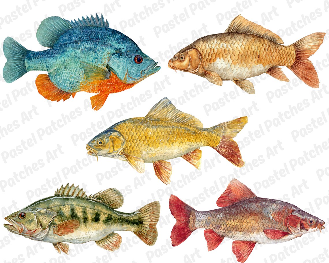 Freshwater Fish Clipart Bundle - Watercolor Ocean Bass Trout, Fisherman ...