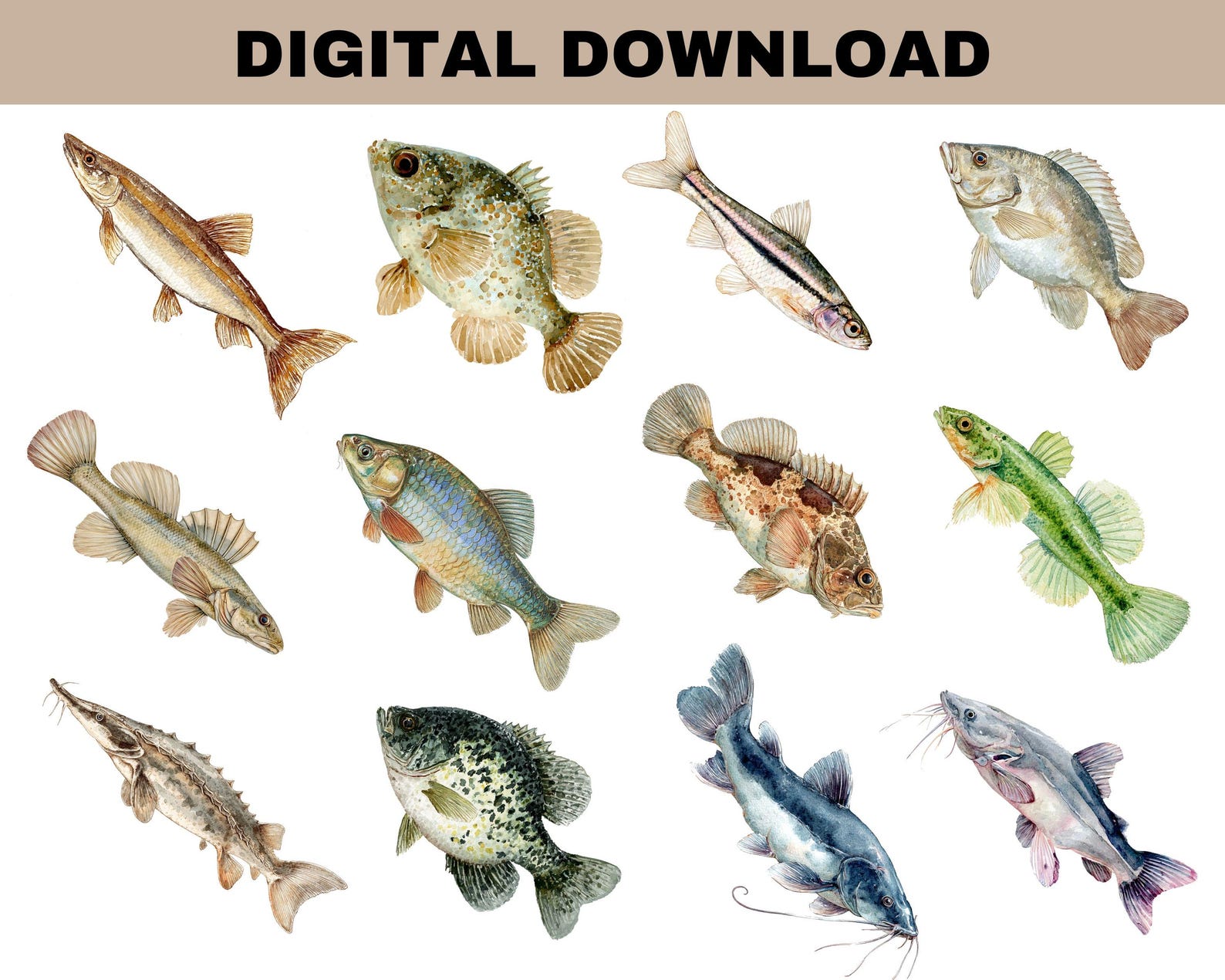 Freshwater Fish Clipart Bundle - Watercolor Ocean Bass Trout, Fisherman ...