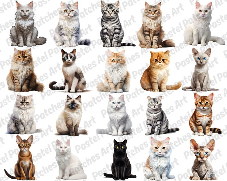 Cat Breeds Clipart Bundle, Cats Clipart, Pet Animals Clipart ...