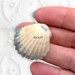 20 Plus Colorful Scallop Shells From the Texas Gulf Coast, Set 29 Craft ...