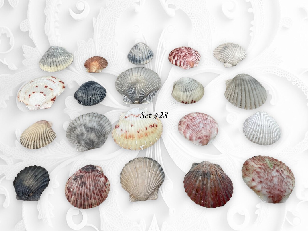 20 Plus Colorful Scallop Shells From the Texas Gulf Coast Set - Etsy