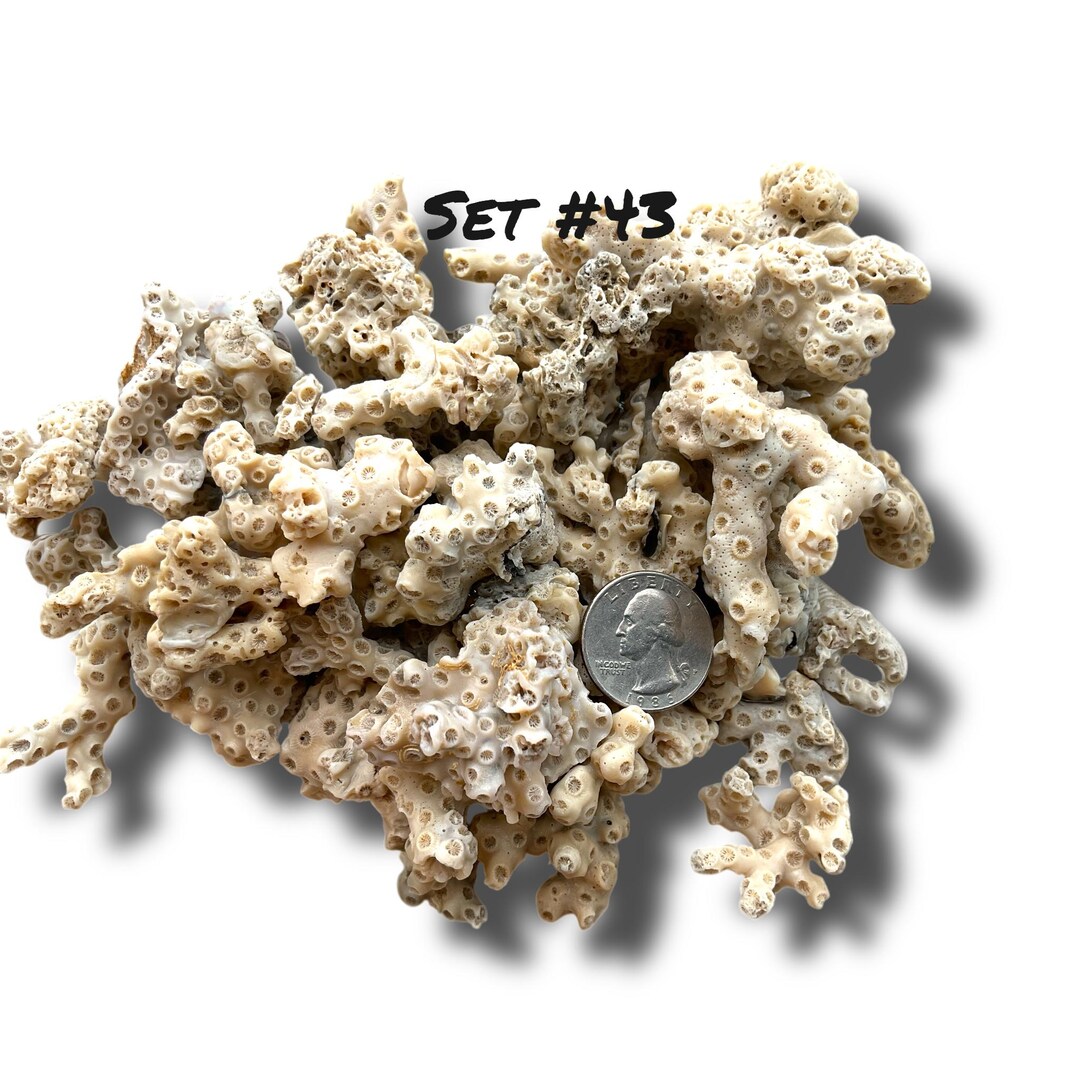 Craft Coral, Finger Coral, Texas Gulf Coast Coral, FREE PRIORITY ...