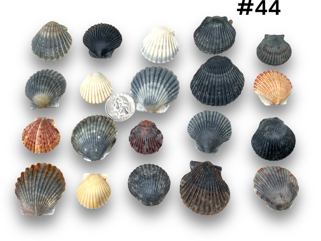 20 Plus Colorful Scallop Shells From the Texas Gulf Coast, Set #44 ...