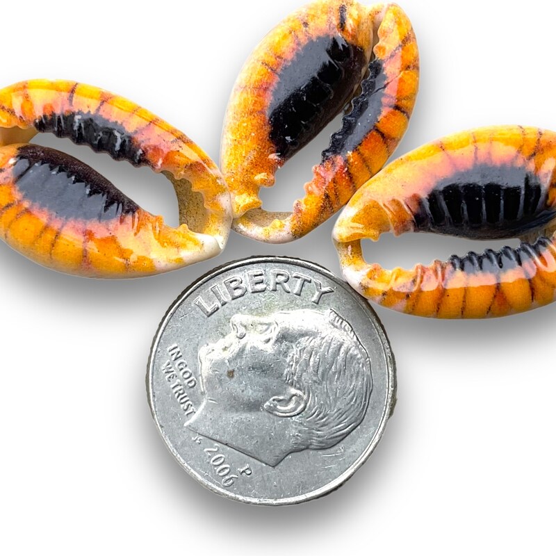 Cowrie Shell - Etsy