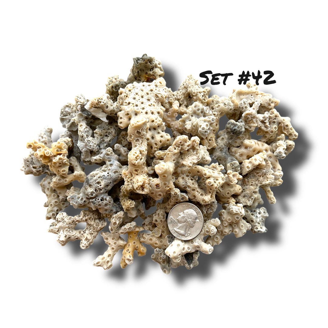 Craft Coral, Finger Coral, Texas Gulf Coast Coral, FREE PRIORITY ...