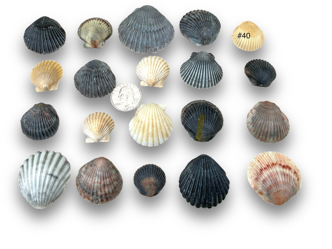 20 Plus Colorful Scallop Shells From the Texas Gulf Coast, Set #40 ...