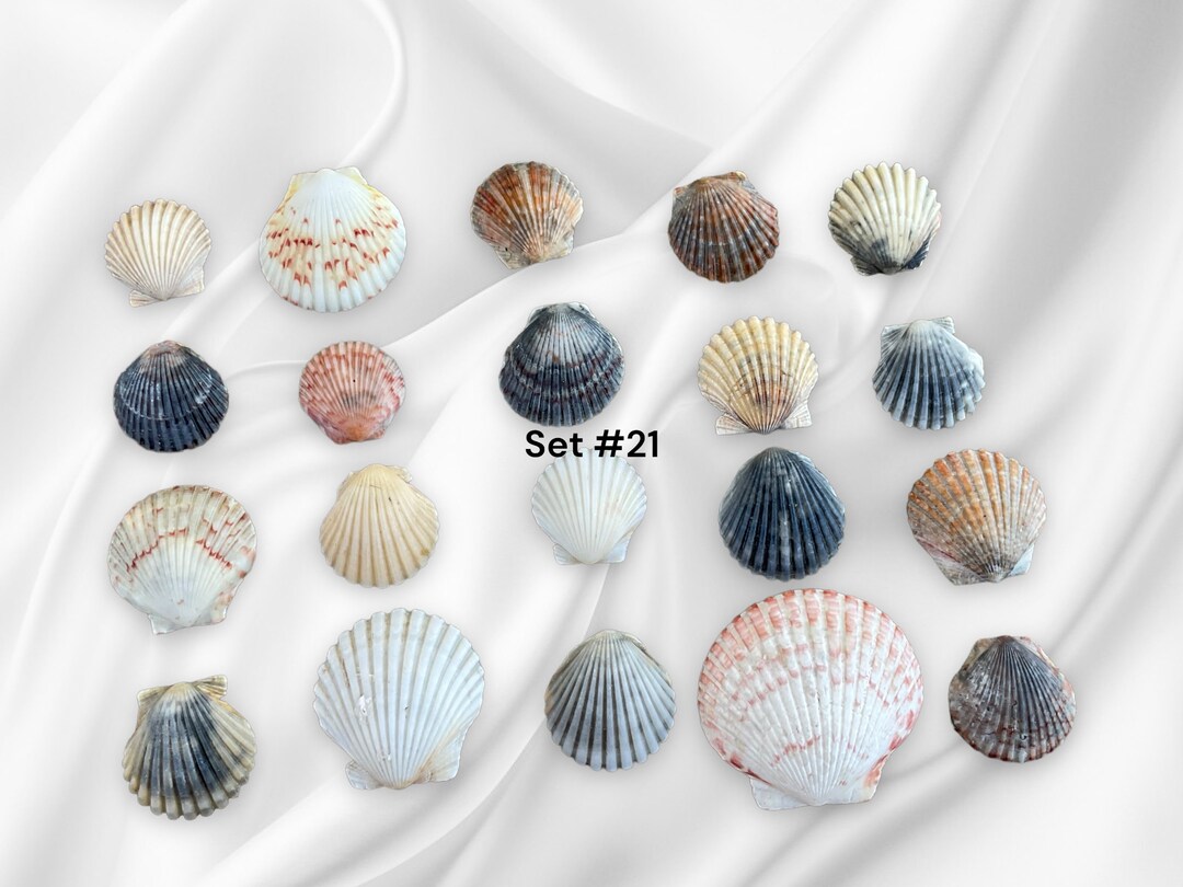 20 Plus Colorful Scallop Shells From the Texas Gulf Coast, Set 17 ...