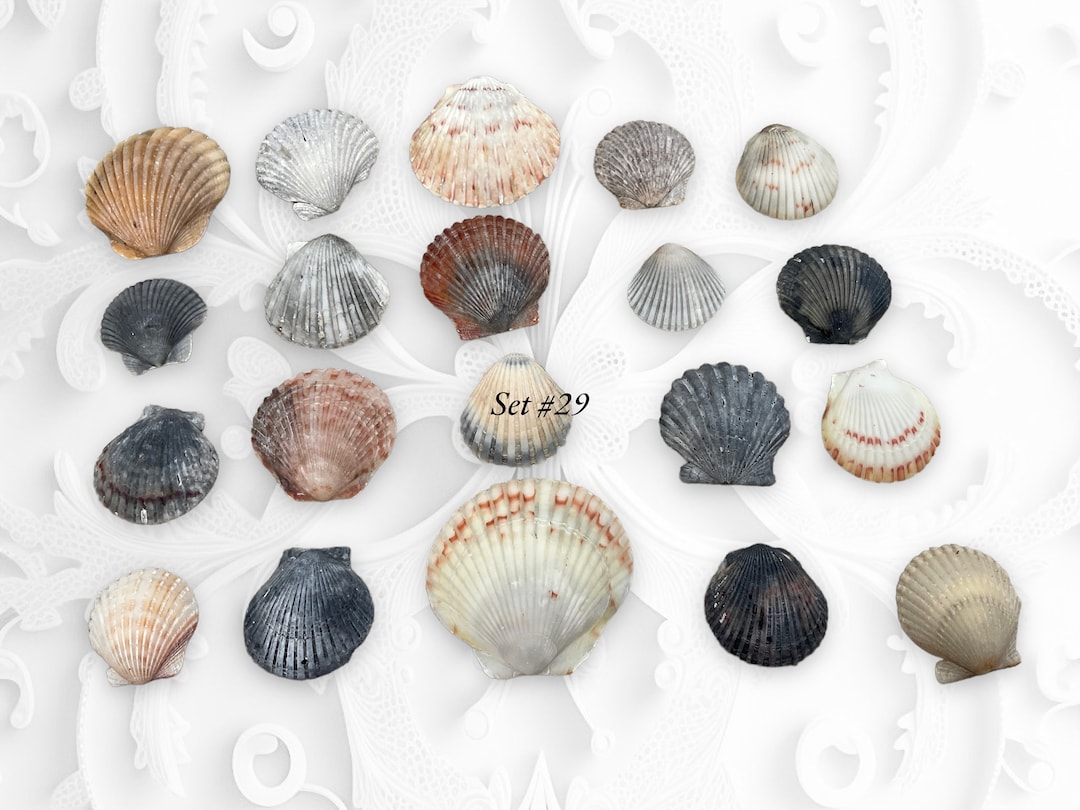 20 Plus Colorful Scallop Shells From the Texas Gulf Coast, Set 29 Craft ...