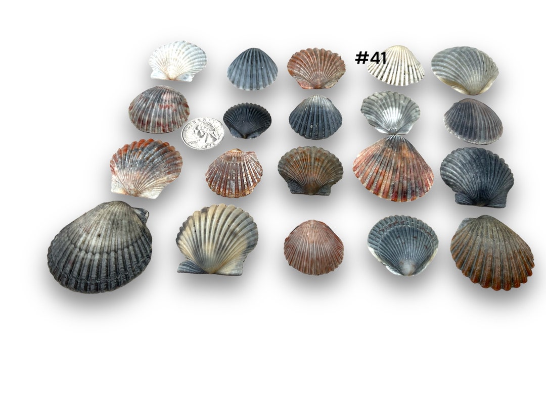 20 Plus Colorful Scallop Shells From the Texas Gulf Coast, Set 41 Craft ...