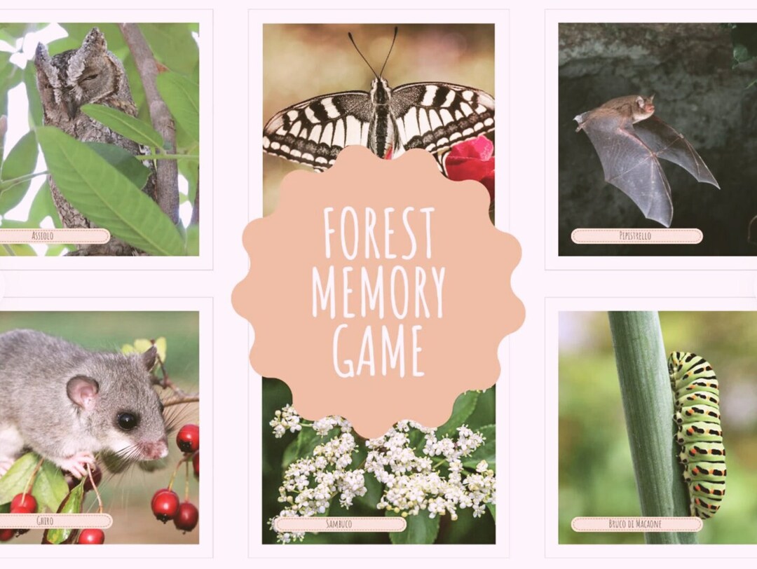 Forest Memory Game With Descriptions, Recognize Plants and Pollinators ...