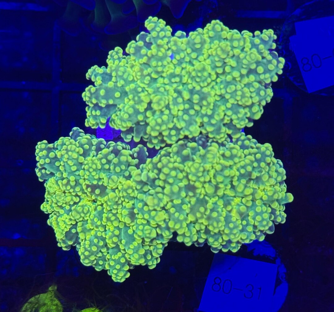 WYSIWYG Neon Green Frogspawn Octospawn 2 Heads Live Coral Frag SPS LPS ...