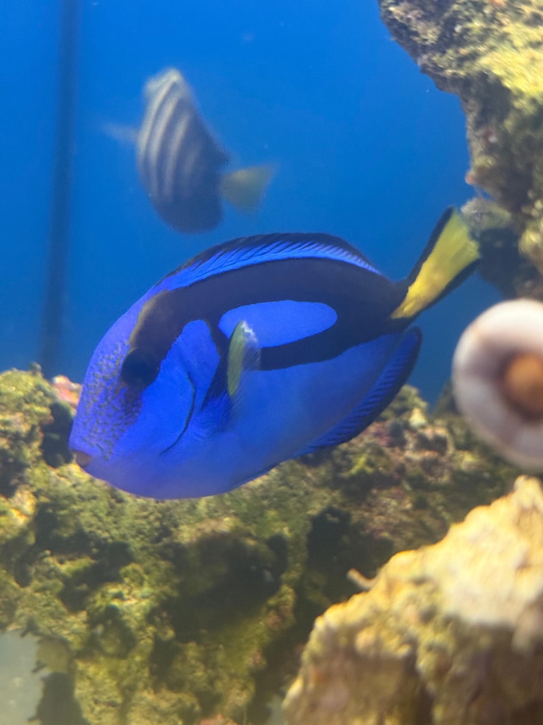 Live Blue Hippo Tang – Surgeonfish Reef-safe Saltwater Aquarium Fish - Etsy