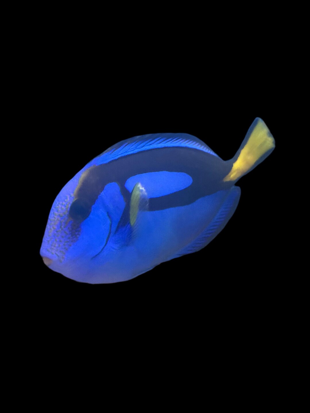 Live Blue Hippo Tang – Surgeonfish Reef-safe Saltwater Aquarium Fish - Etsy