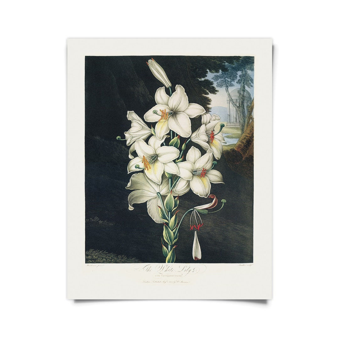Vintage Botanical White Lily Flower Print W/ Optional Hanging Frame ...