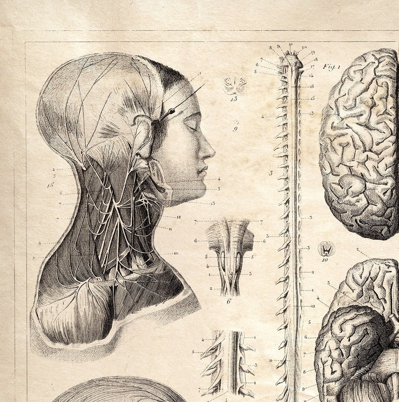 Vintage Anatomy Nervous System Print. Brains poster Human Body | Etsy