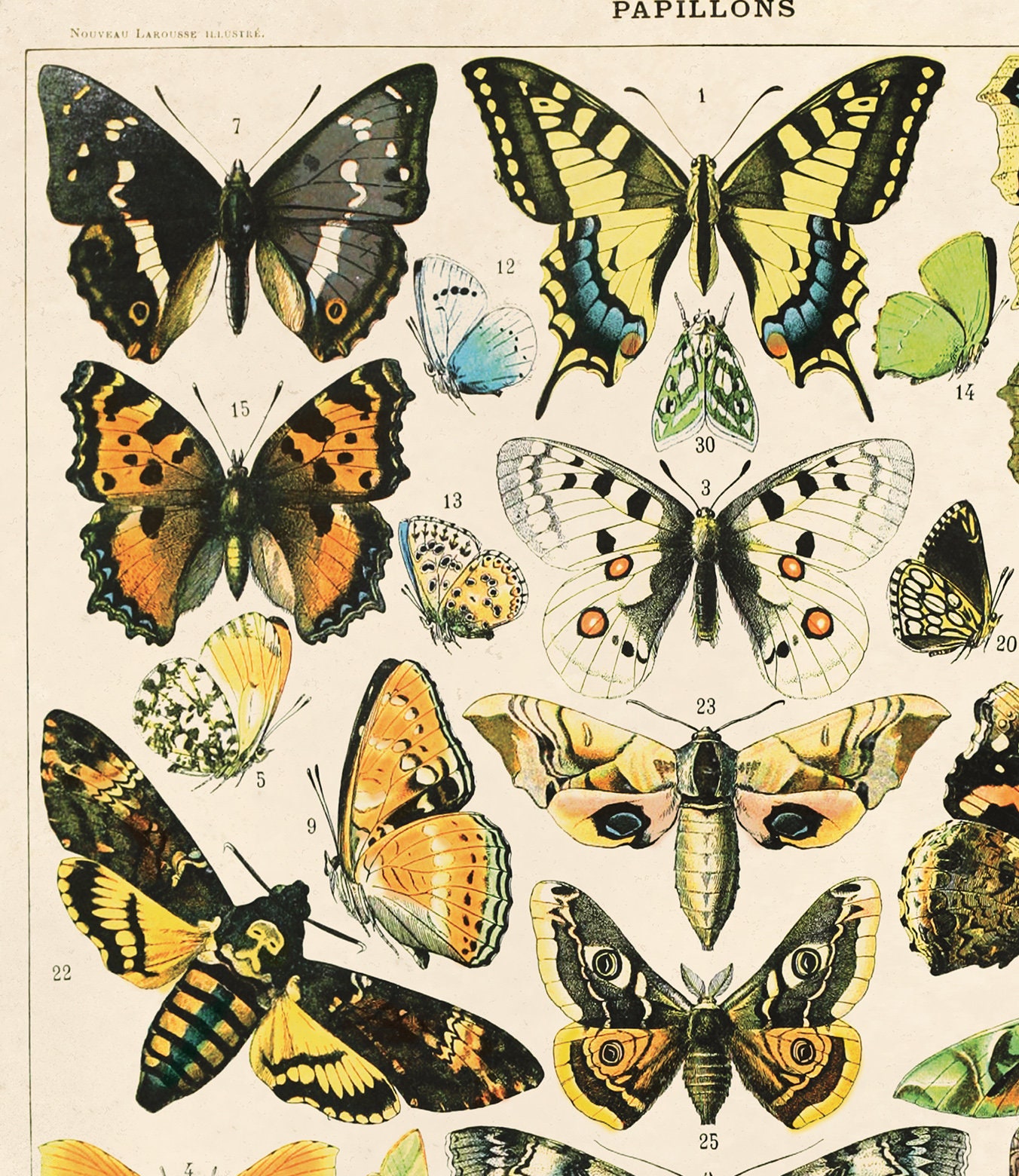 Vintage Butterfly Chart