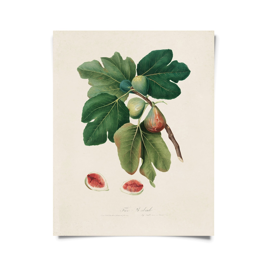 Vintage Botanical Italian Fig Print W/ Frame Option / High Quality ...