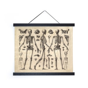 Vintage Anatomy Skeleton Diagram Print / High Quality Giclee Print - Etsy