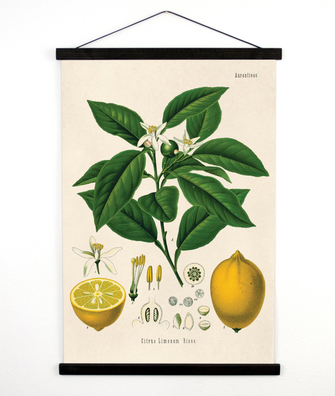 Lemon Pull Down Chart - Citrus Tree Botanical Reproduction Print ...