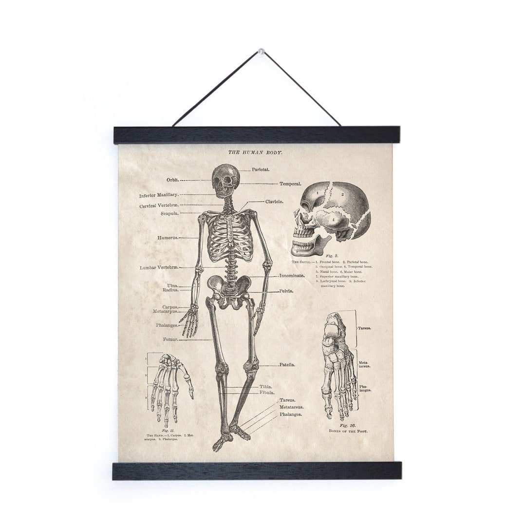 Vintage Anatomy Human Body Skeleton Print W/ Optional Frame / High ...