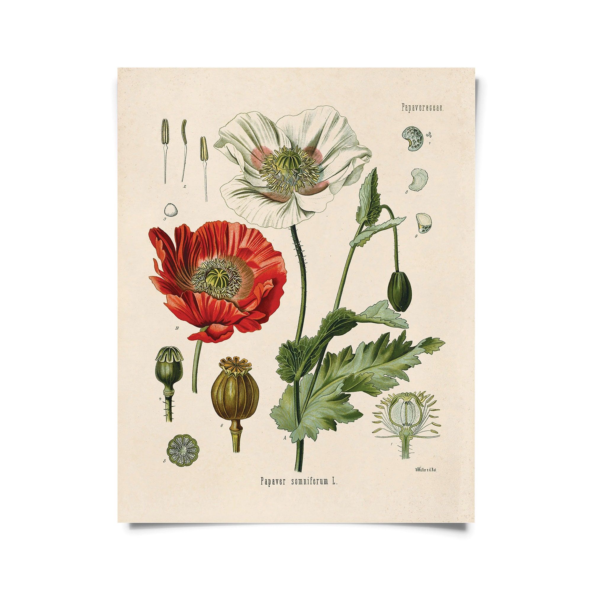 Opium Poppy Flower Drawing
