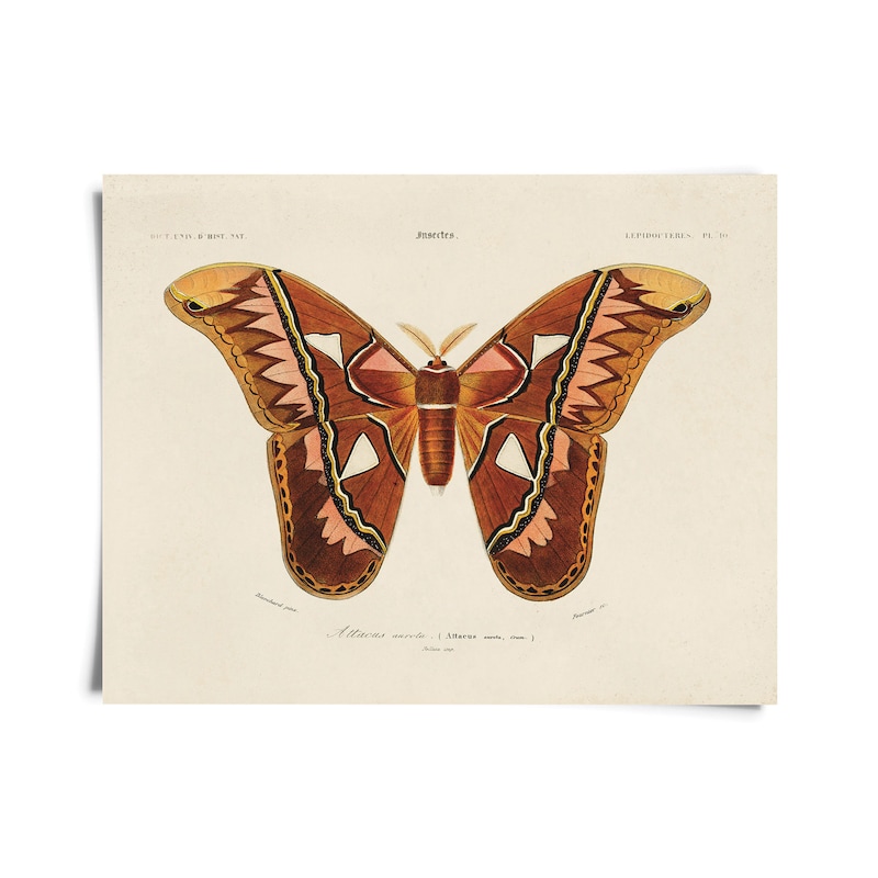 Antique Moth Print - Etsy